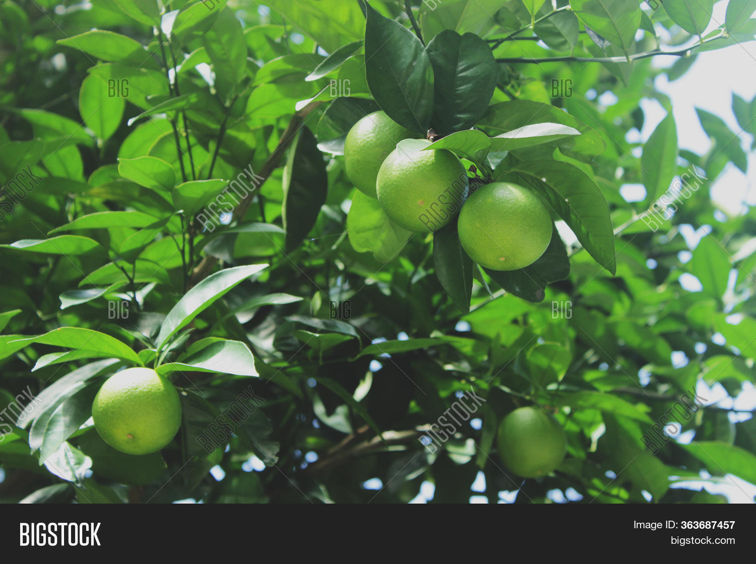 Beautiful Green Lemon Image & Photo (Free Trial) | Bigstock