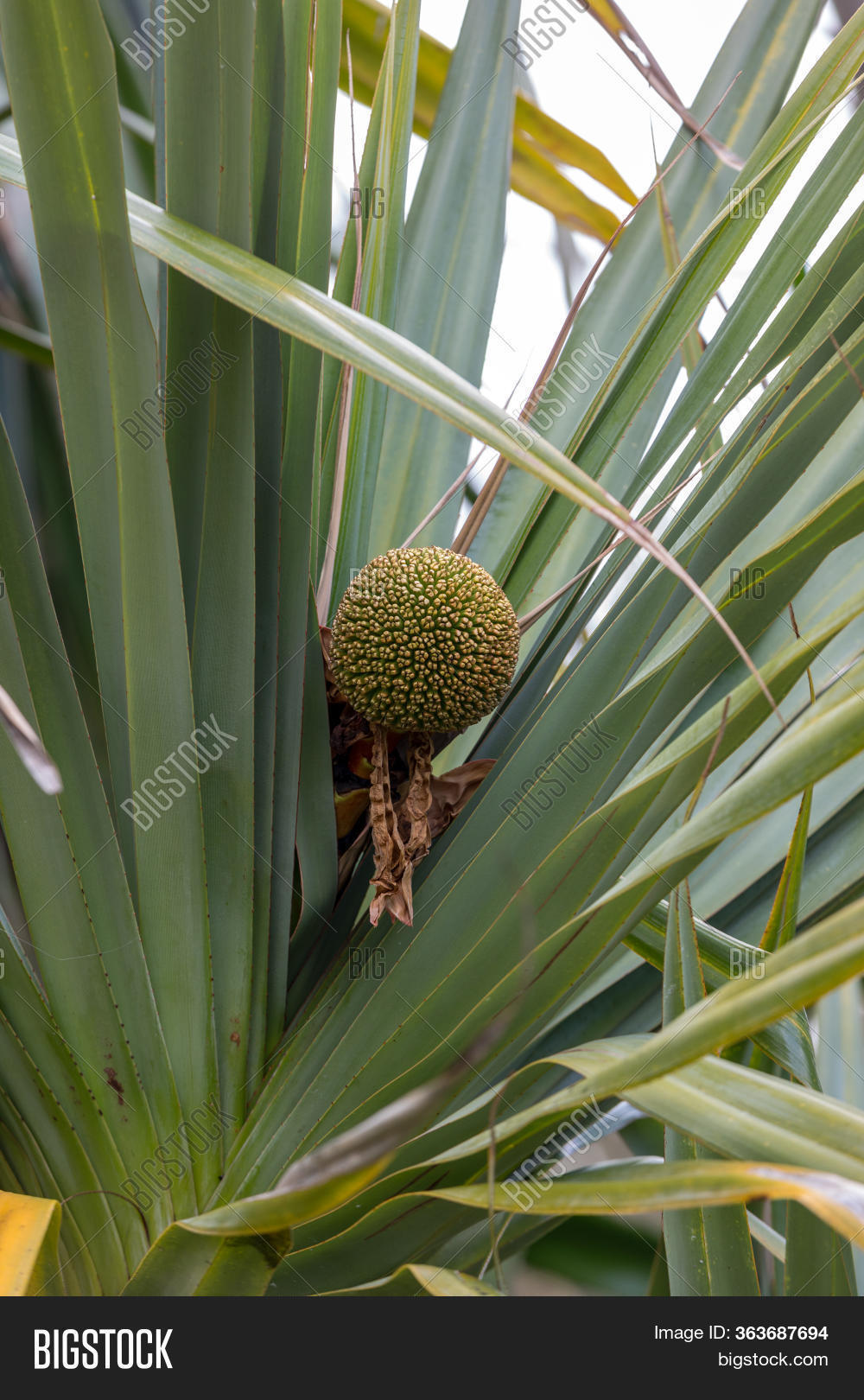 Three Branches Dragon Image & Photo (Free Trial) | Bigstock