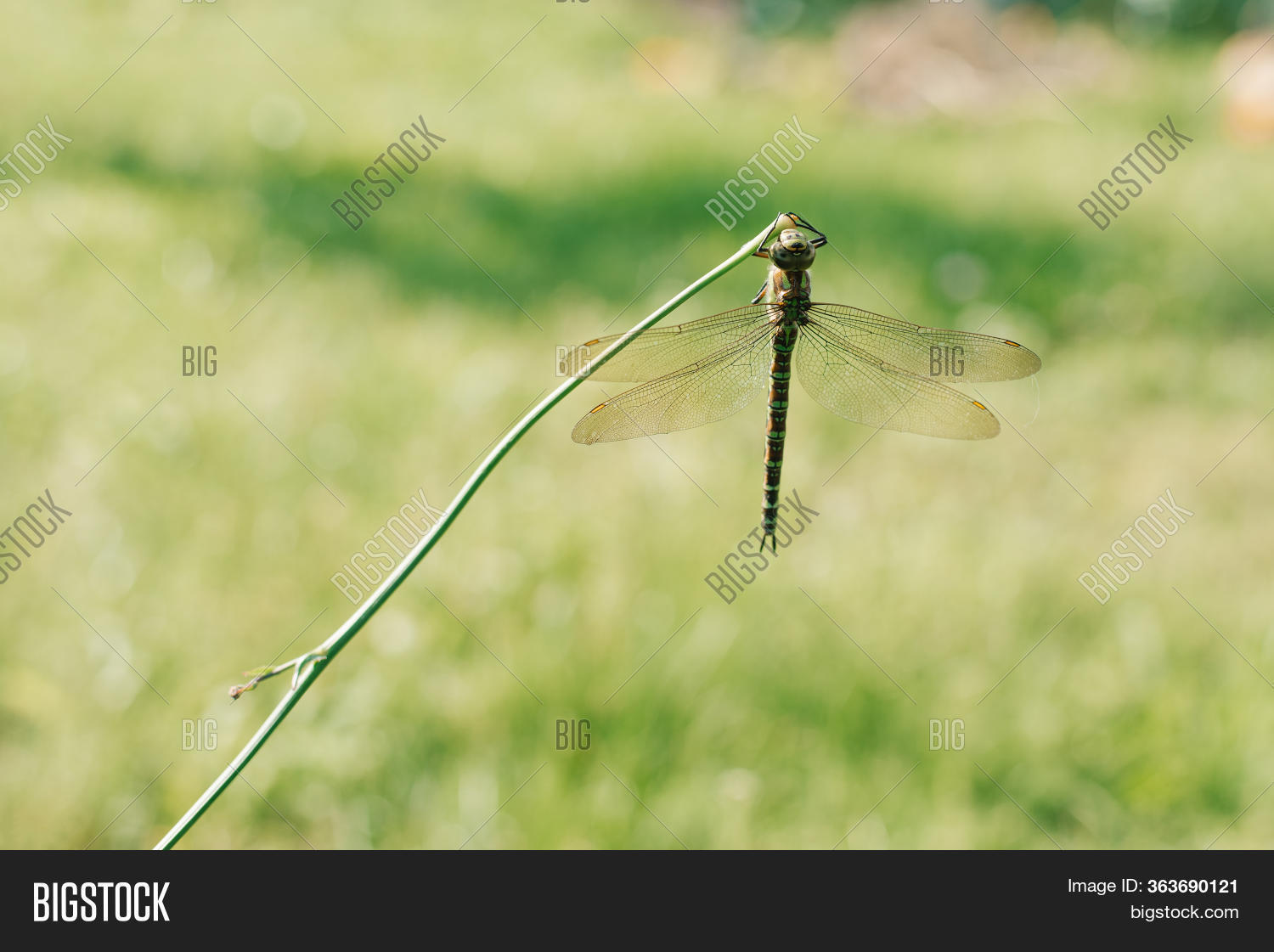 Beautiful Dragonfly Image & Photo (Free Trial) | Bigstock