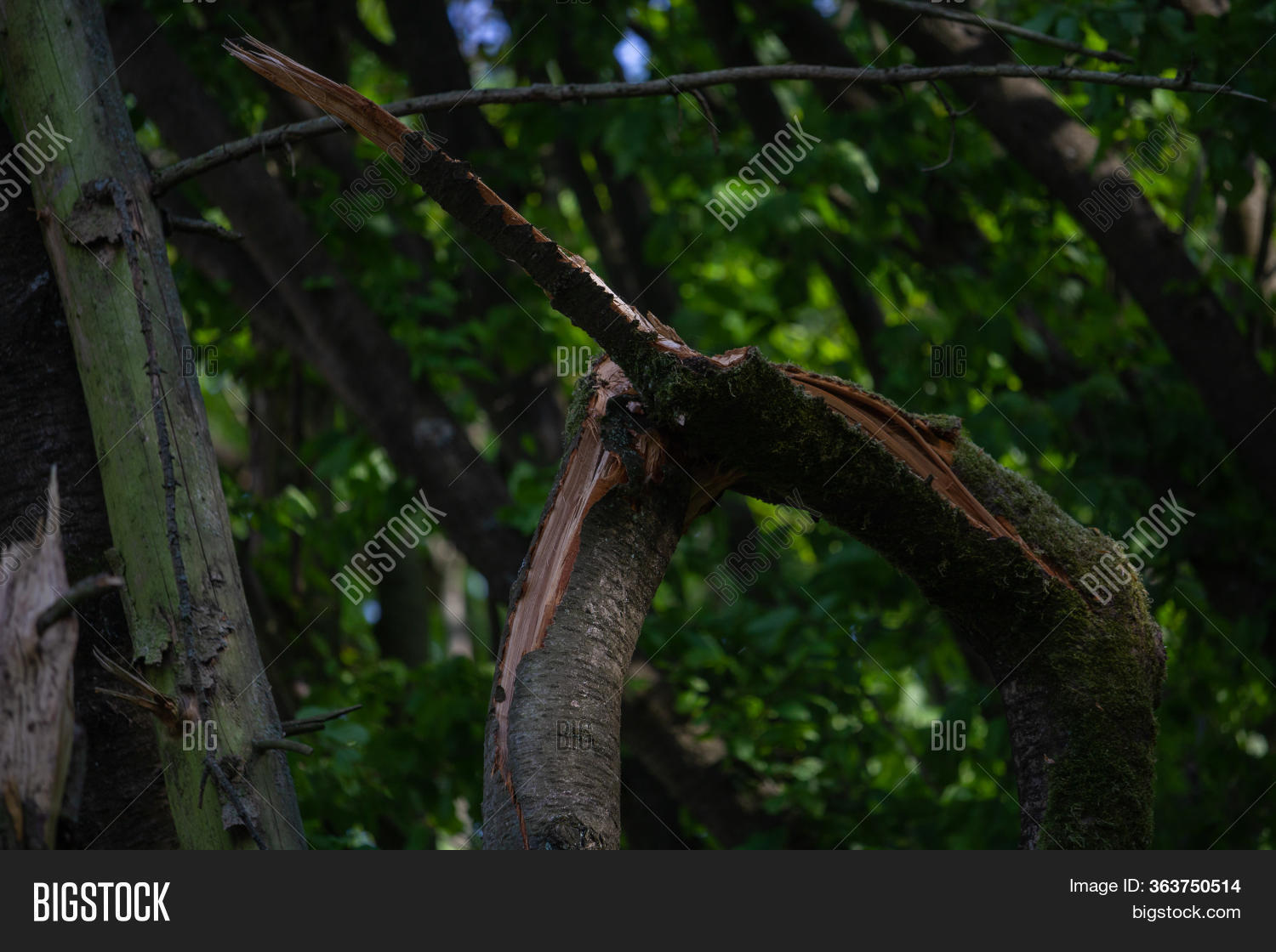 Broken Off Tree Still Image & Photo (Free Trial) | Bigstock