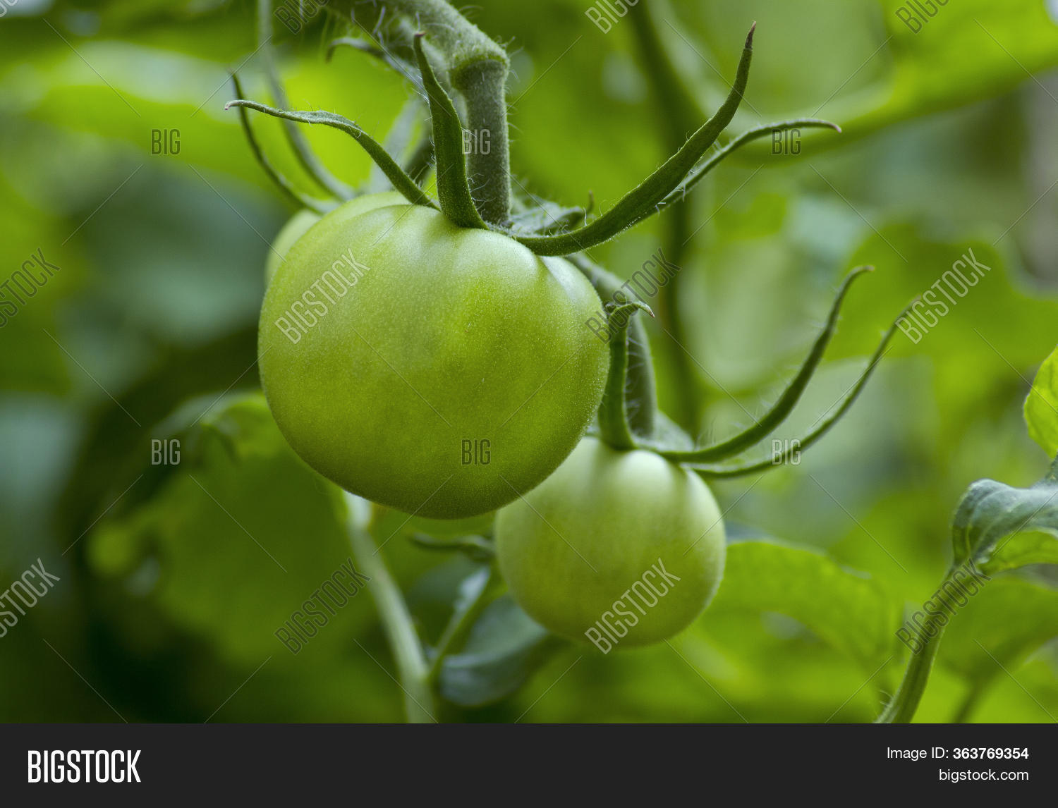 Macro Photo Two Green Image & Photo (Free Trial) | Bigstock