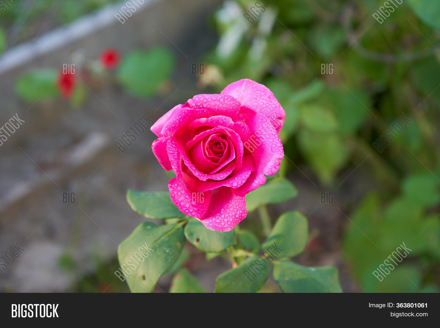 Rose Purple, One Rose Image & Photo (Free Trial) | Bigstock
