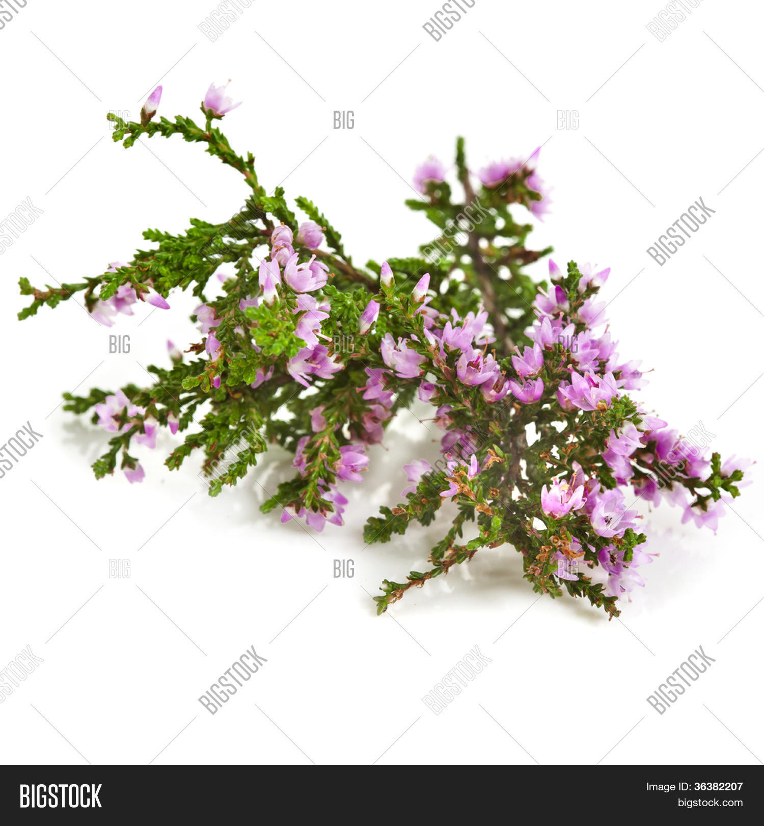 Heather Purple Flowers Image & Photo (Free Trial) | Bigstock