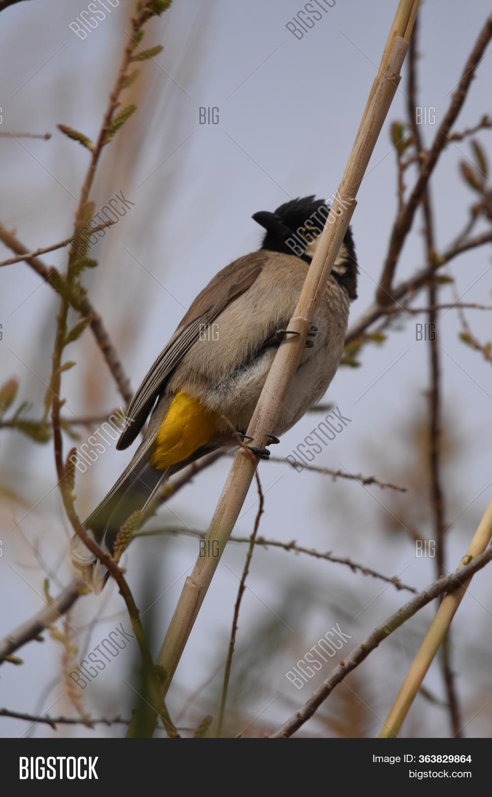 White Eared Bulbul Image & Photo (Free Trial) | Bigstock