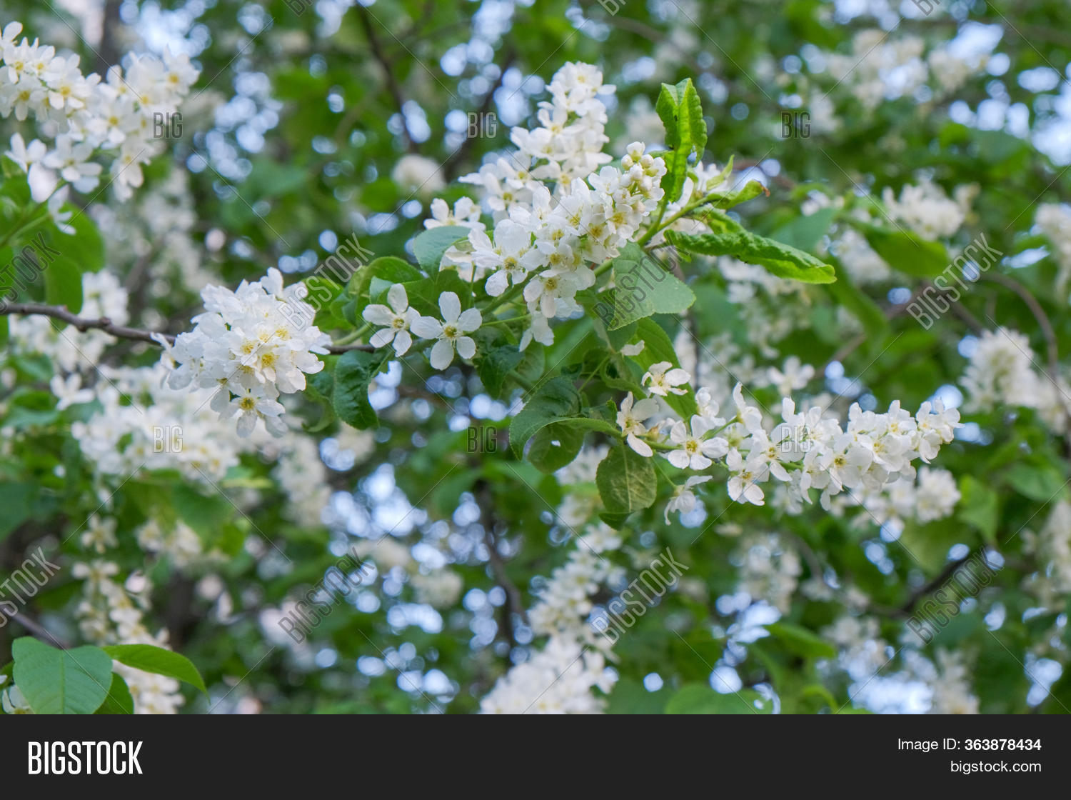 Branches Flowering Image & Photo (Free Trial) | Bigstock