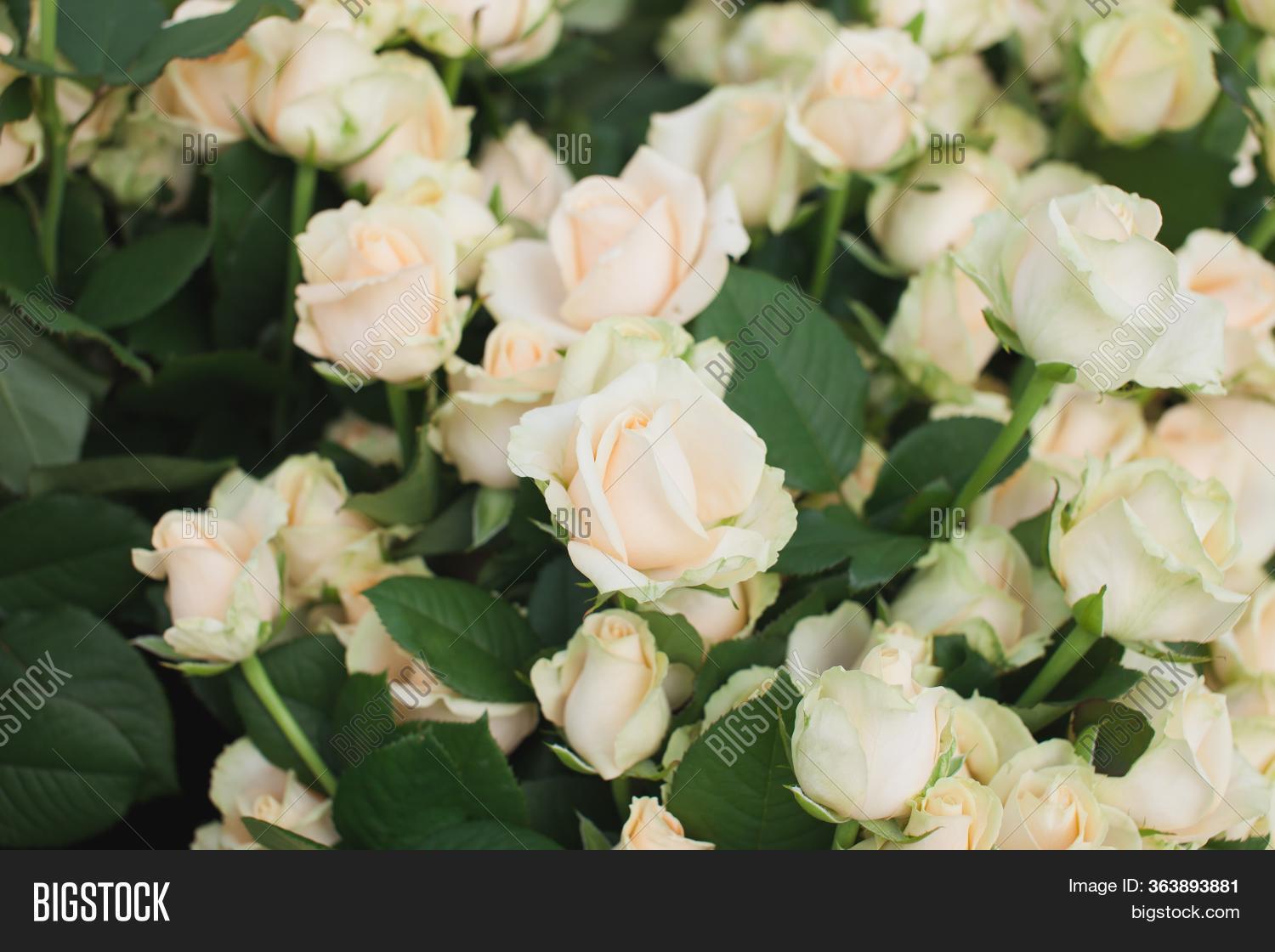 Peach Avalanche Rose Image & Photo (Free Trial) | Bigstock