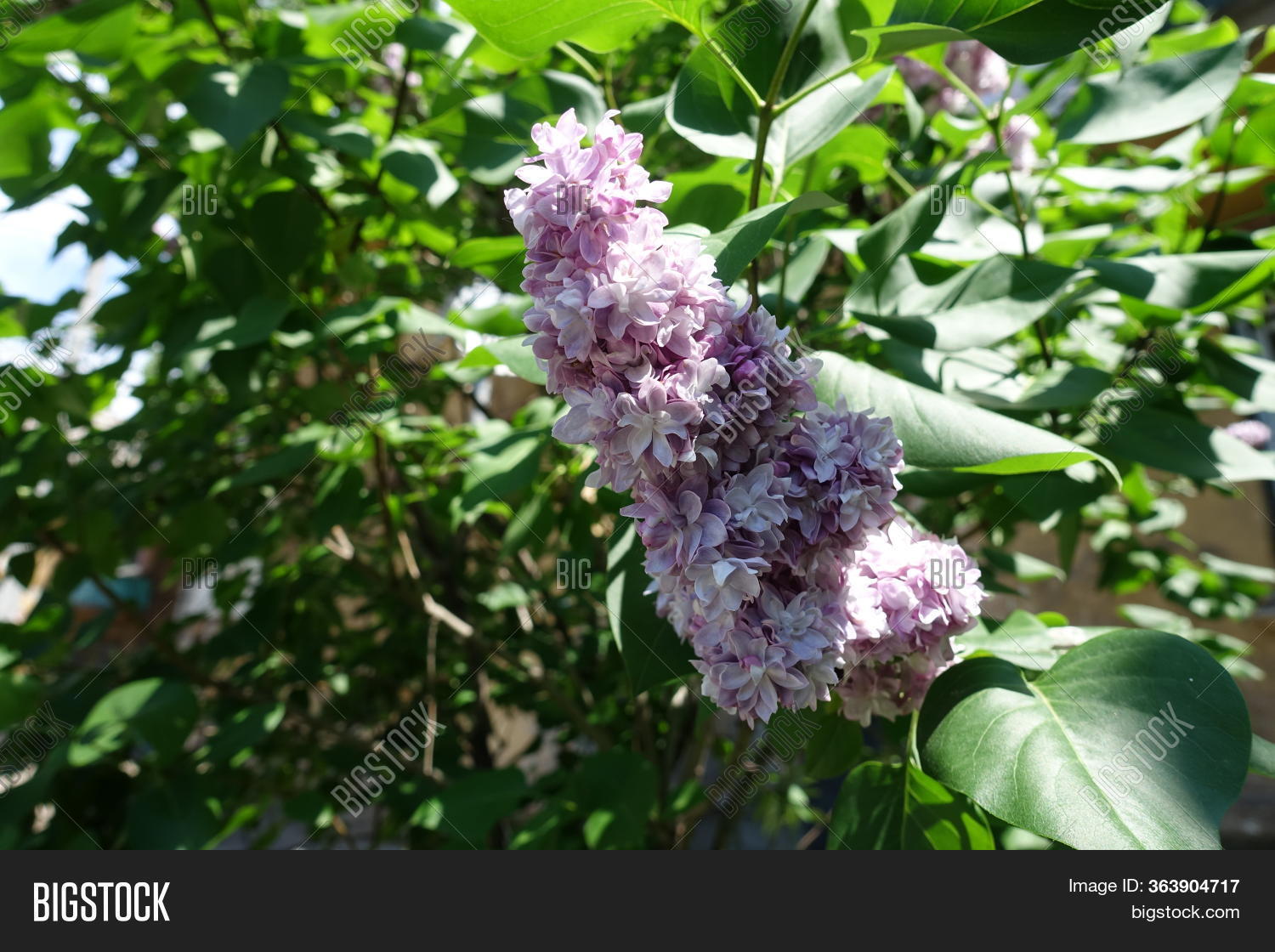 Panicle Double Image & Photo (Free Trial) | Bigstock