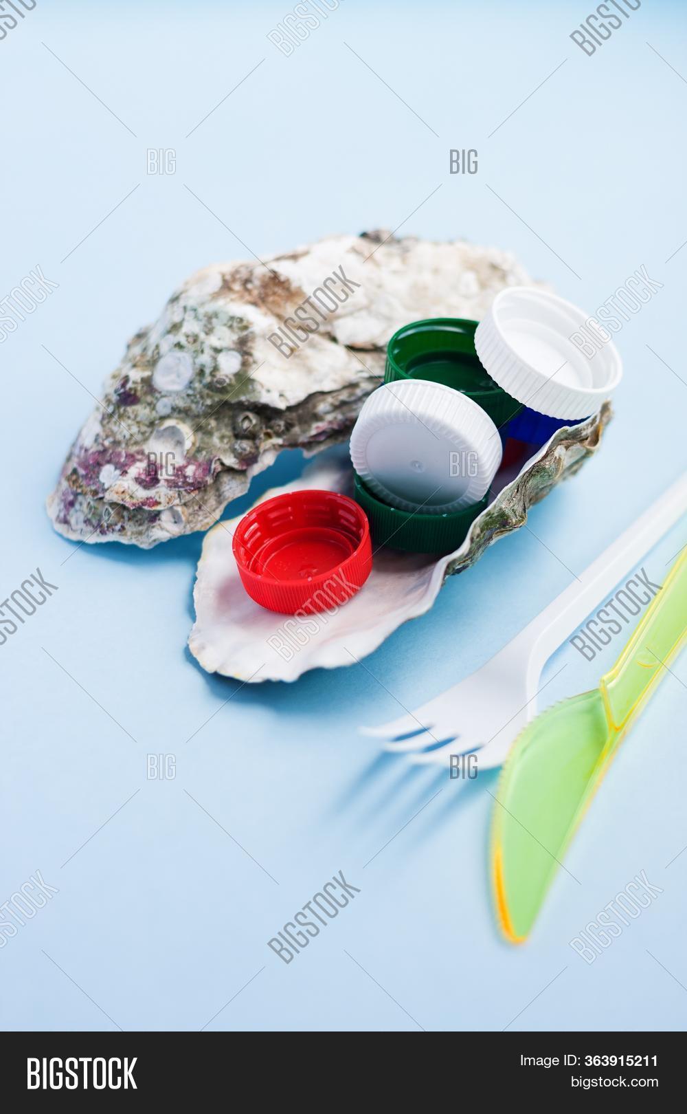 Seashell Oyster Image & Photo (Free Trial) | Bigstock