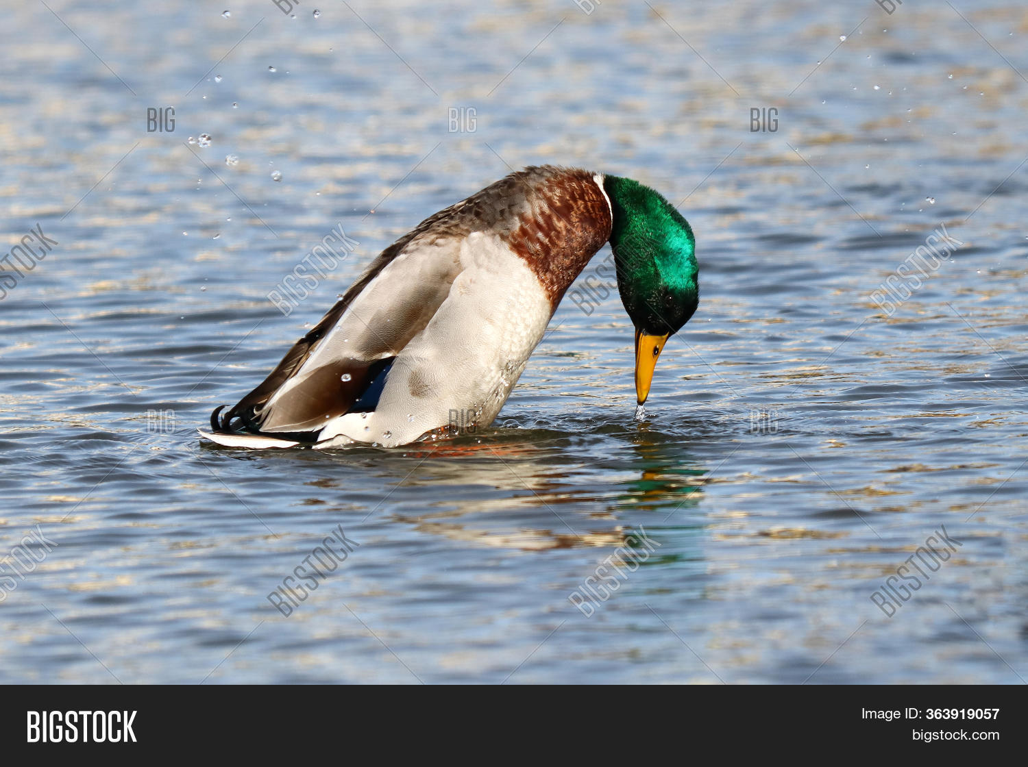 Male Mallard Drake Image & Photo (Free Trial) | Bigstock