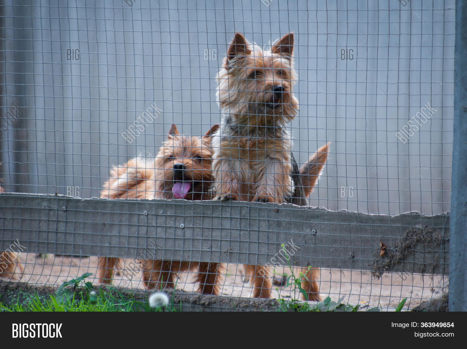 Two Red-haired Dog Image & Photo (Free Trial) | Bigstock