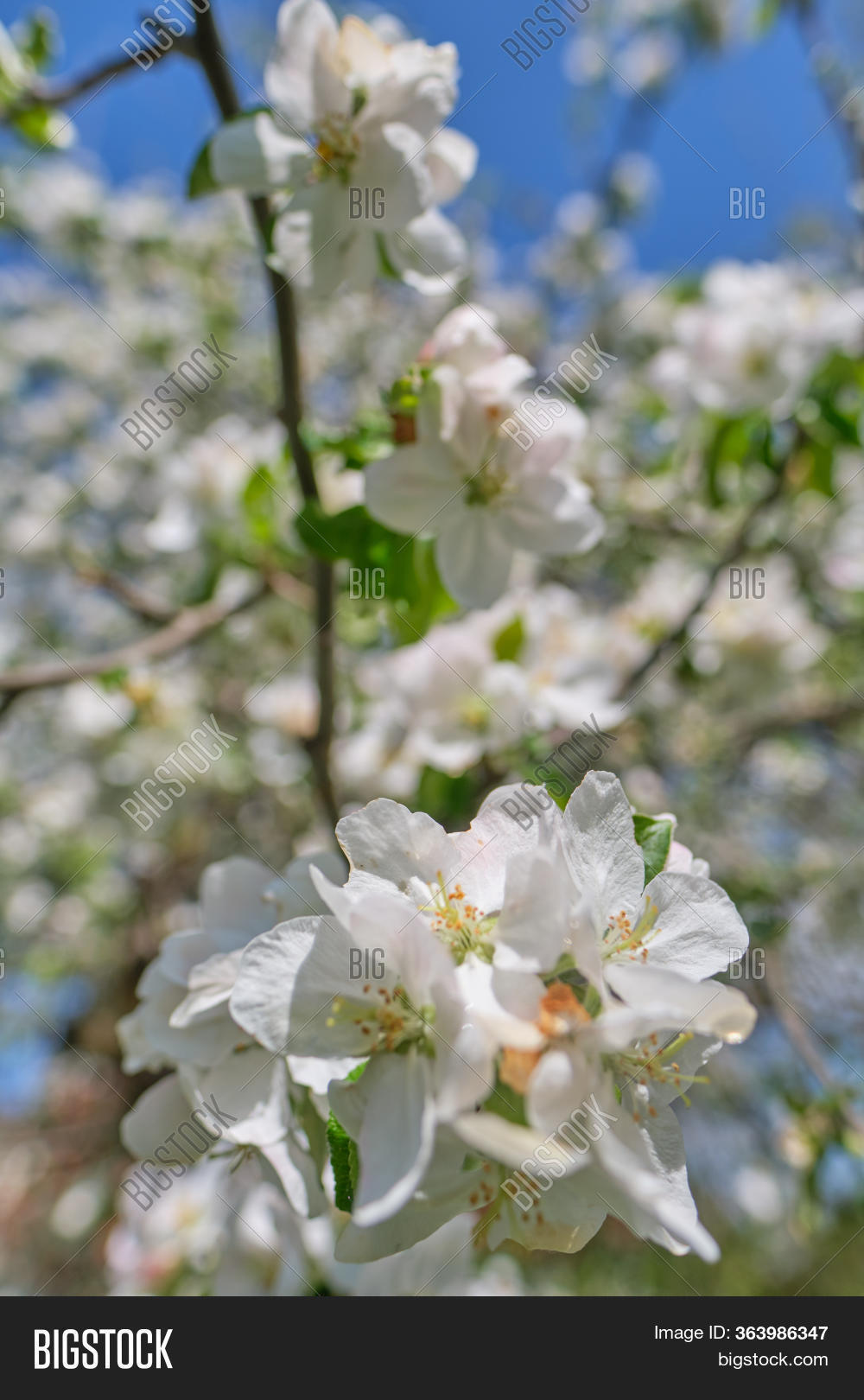 Blooming Apple Tree Image & Photo (Free Trial) | Bigstock