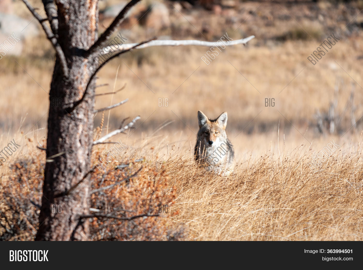 Single Wolf Staring Image & Photo (Free Trial) | Bigstock