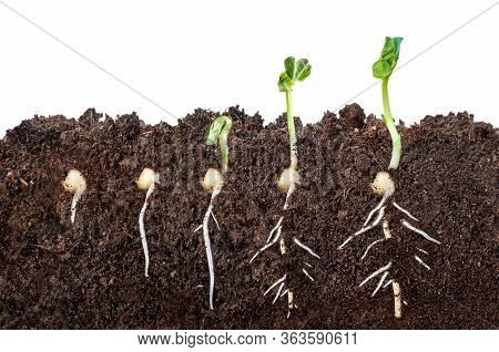 Process Seed Image & Photo (Free Trial) | Bigstock