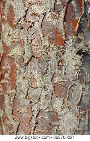 Staghorn Sumac Bark Image & Photo (Free Trial) | Bigstock
