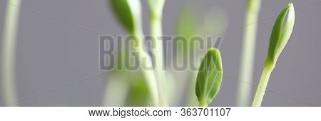 Close- Group Sprigs Image & Photo (Free Trial) | Bigstock