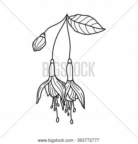 Fuchsia Flower Line Vector & Photo (Free Trial) | Bigstock