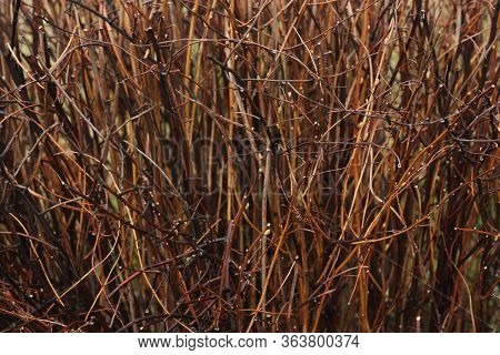 Bushes Without Leaves Image & Photo (Free Trial) | Bigstock