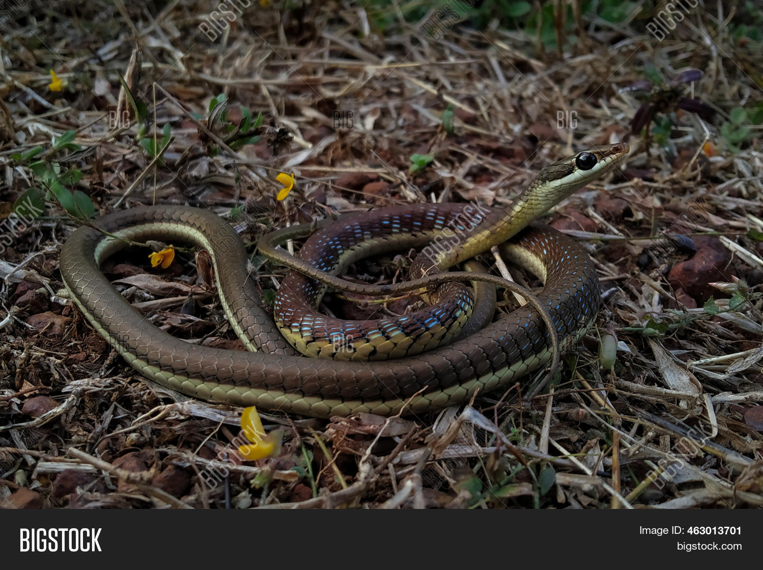 Bronzeback Tree Snake Image & Photo (Free Trial) | Bigstock