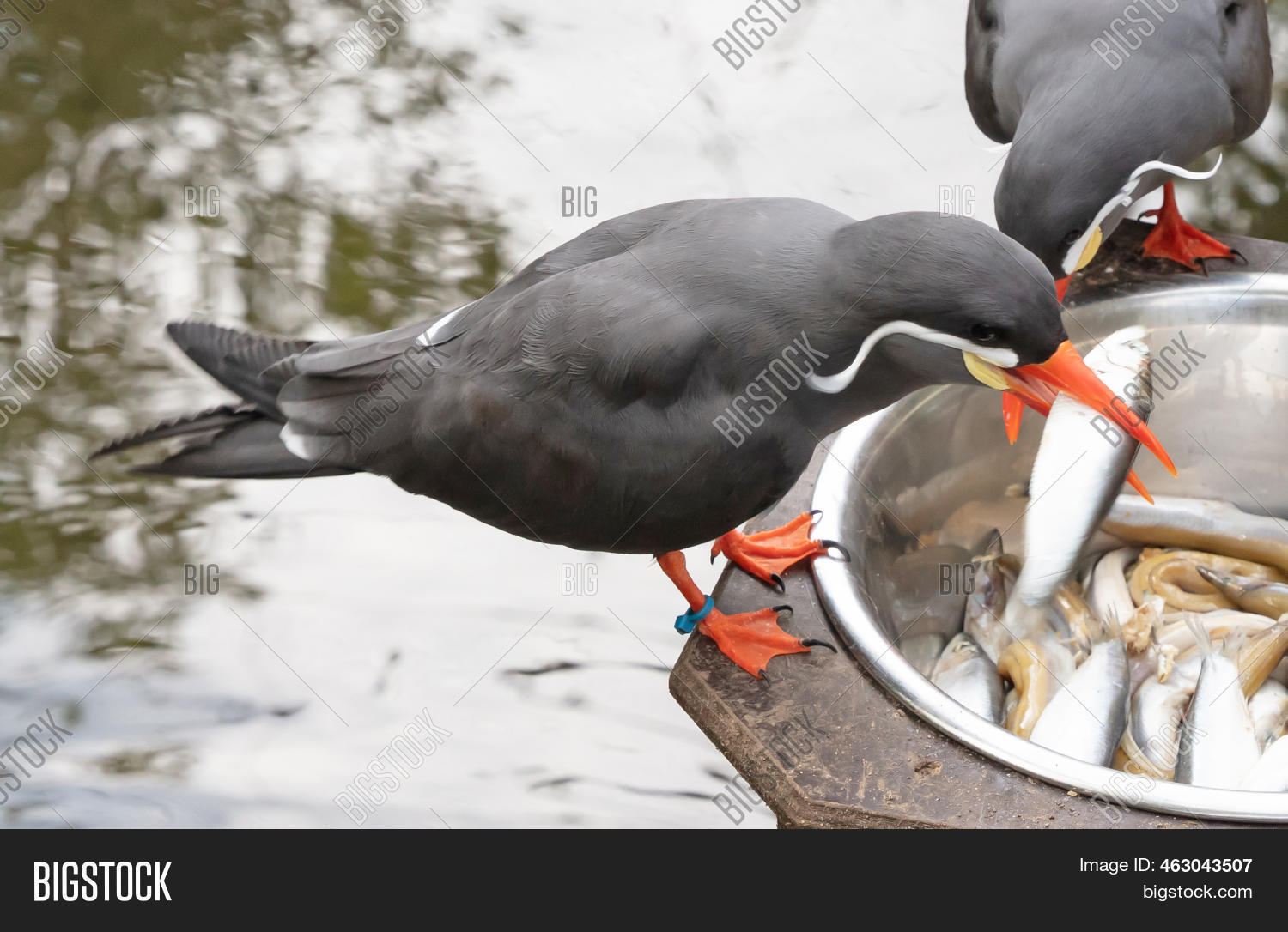 Healthy Inca Tern Image & Photo (Free Trial) | Bigstock