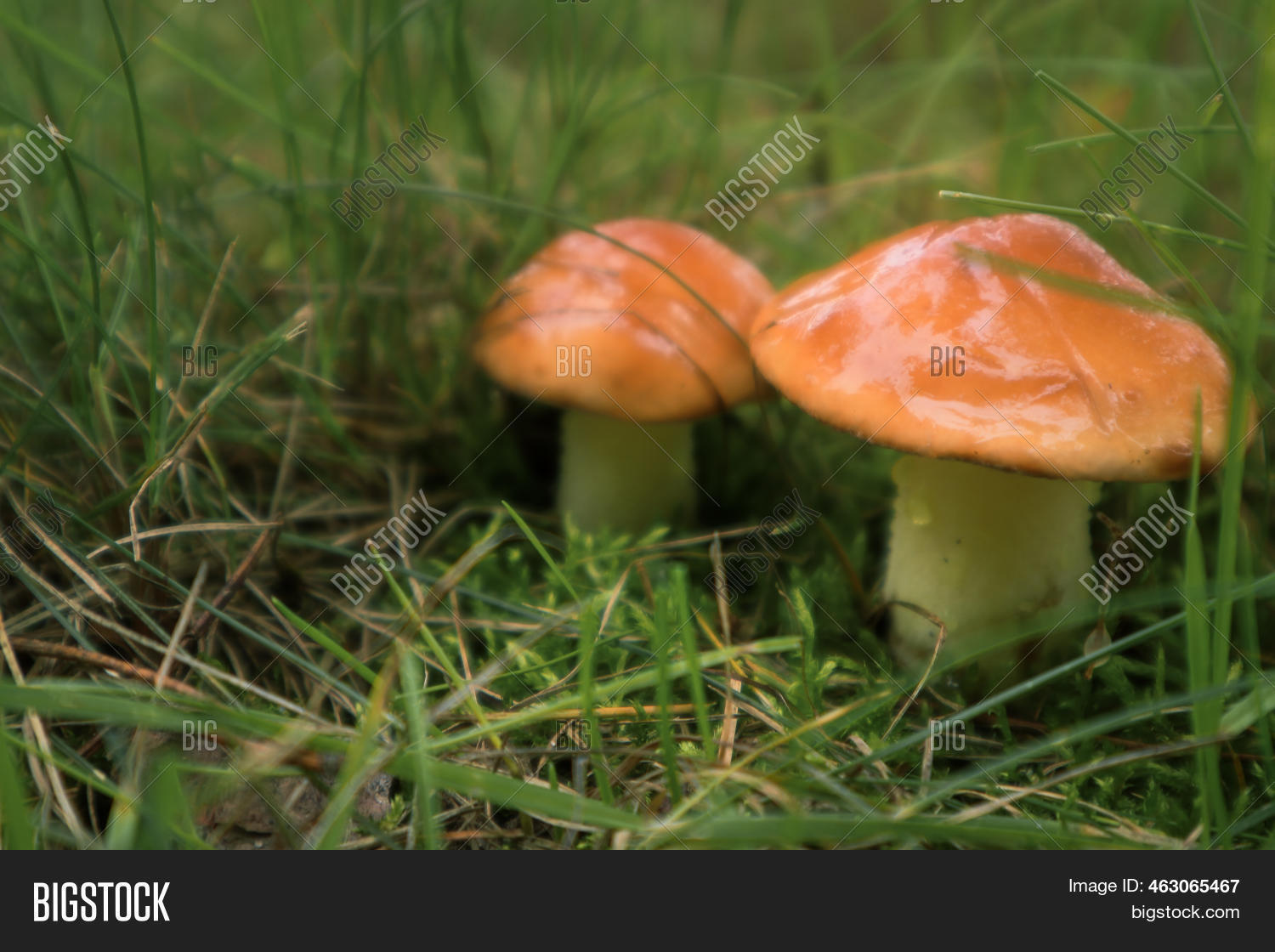 Mushrooms Yellow Image & Photo (Free Trial) | Bigstock