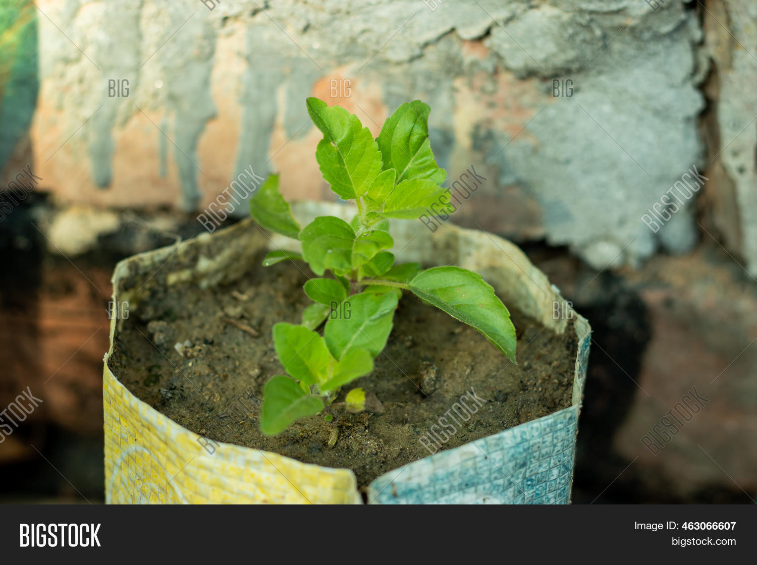 Basil Herb. Parts Image & Photo (Free Trial) | Bigstock