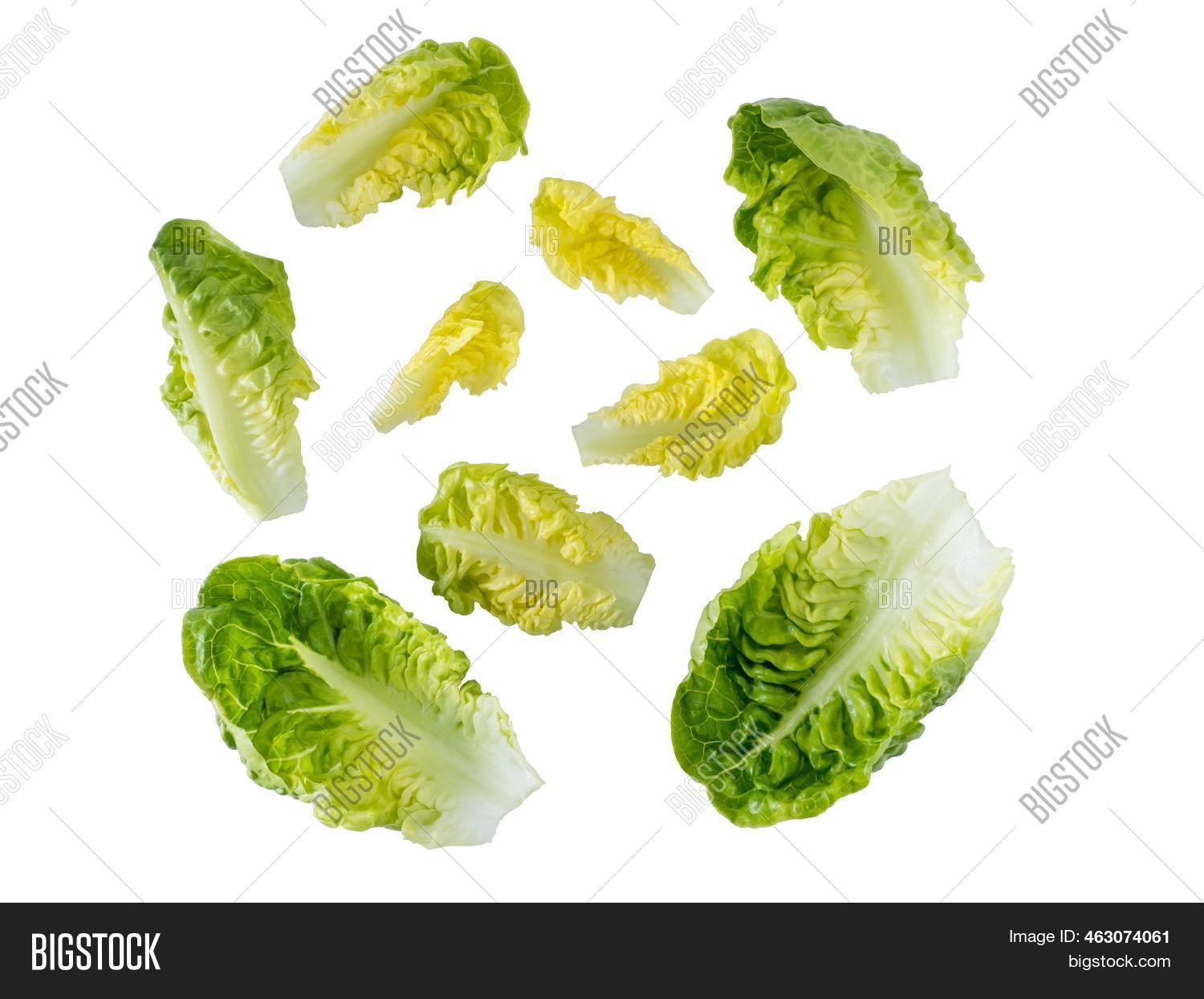 Mini Cos Lettuce Salad Image & Photo (Free Trial) | Bigstock