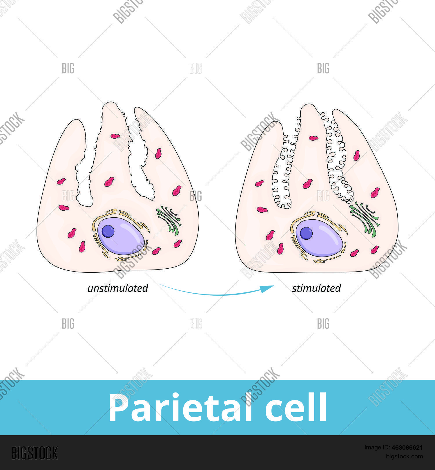 Parietal Cell. Vector & Photo (Free Trial) | Bigstock