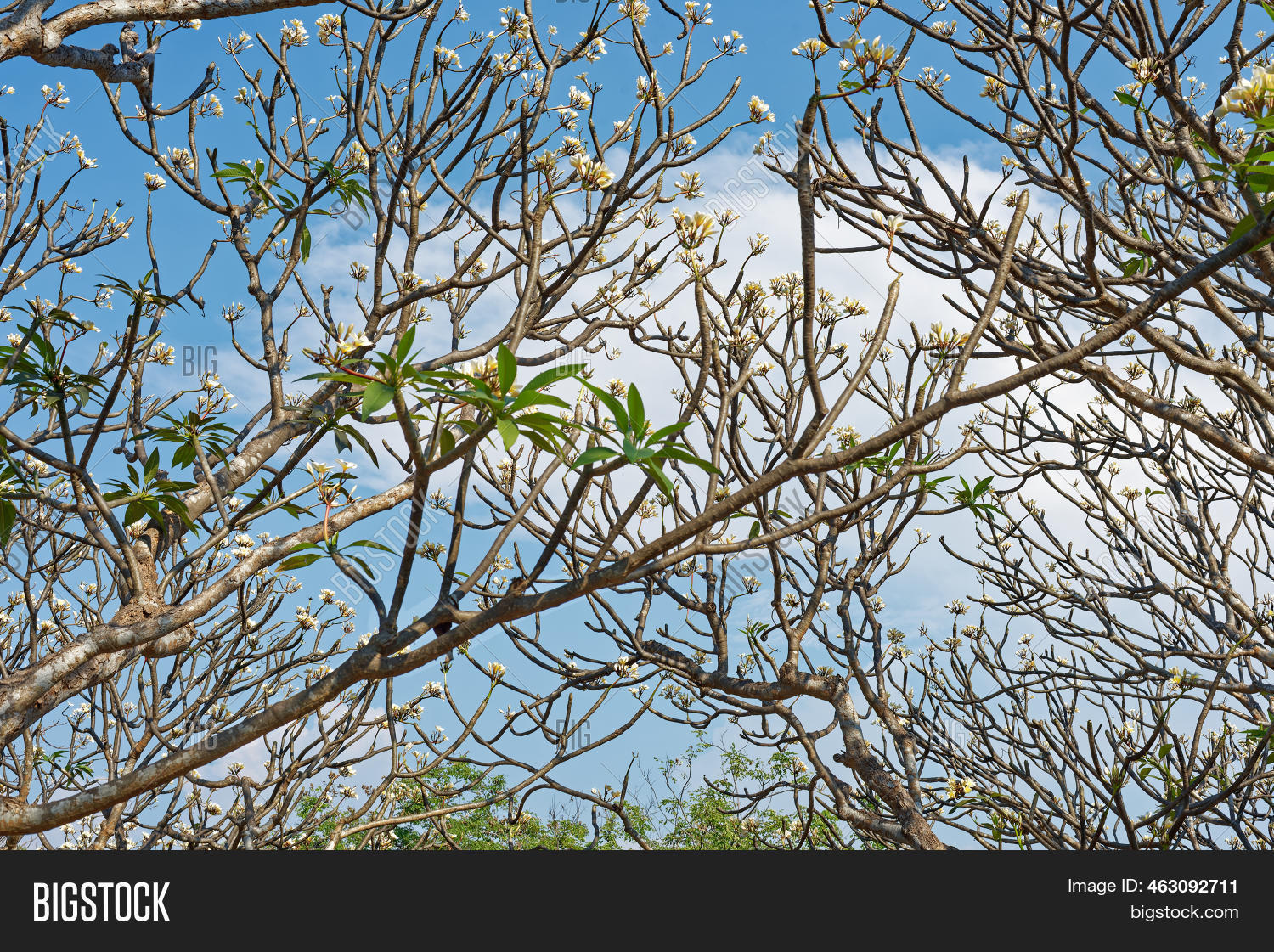 Frangipani Trees Their Image & Photo (Free Trial) | Bigstock