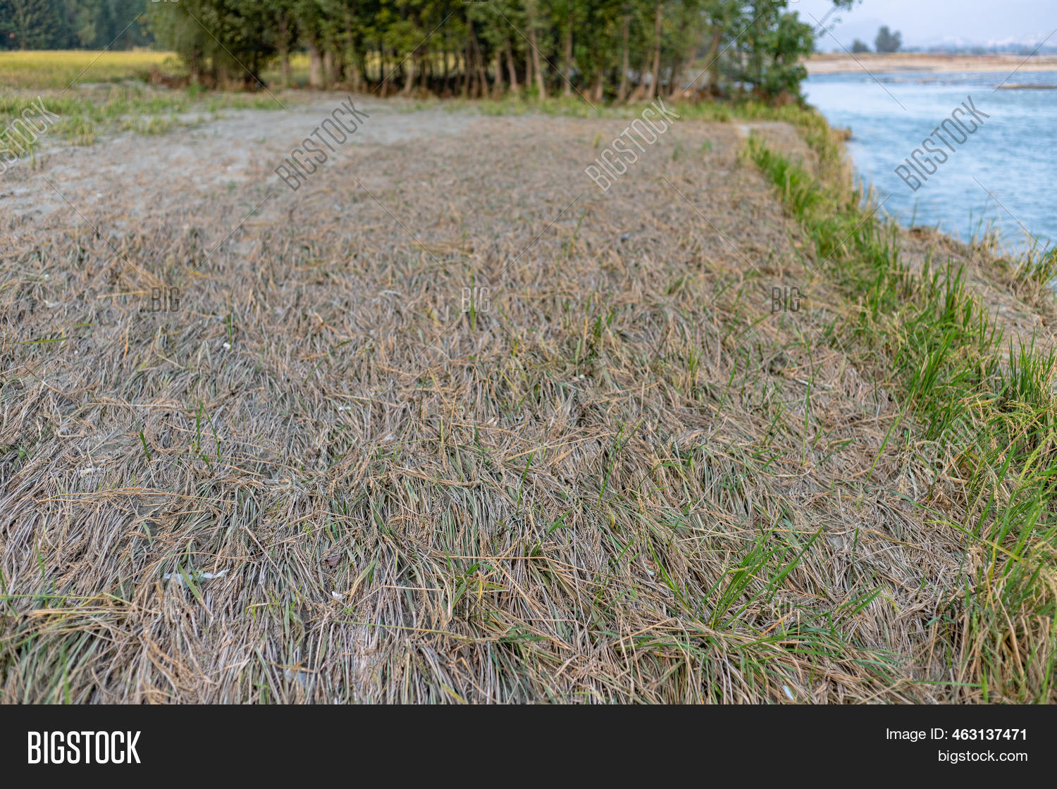 Rice Crop Buried Mud Image & Photo (Free Trial) | Bigstock