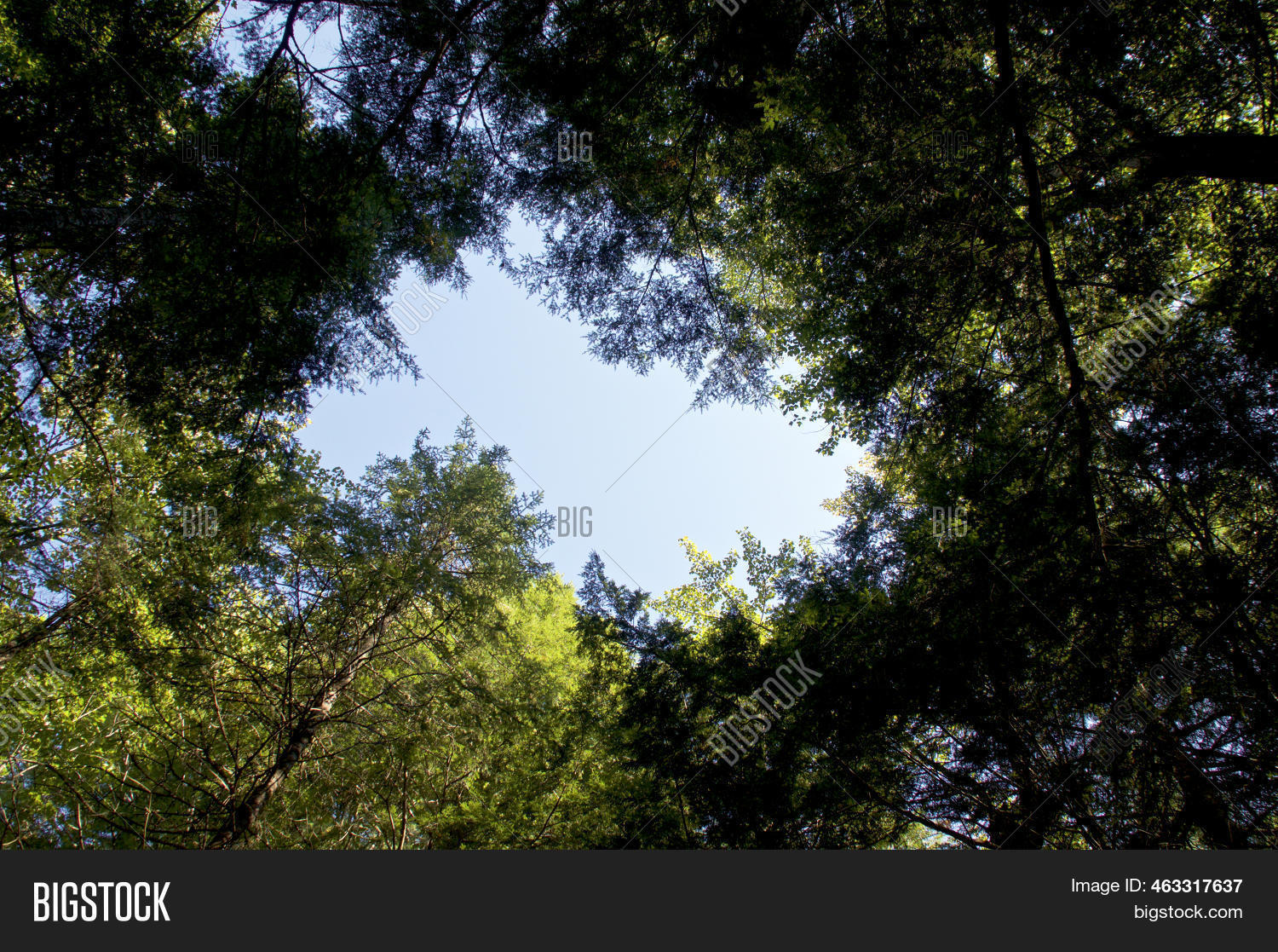 Looking Tree Canopy Image & Photo (Free Trial) | Bigstock