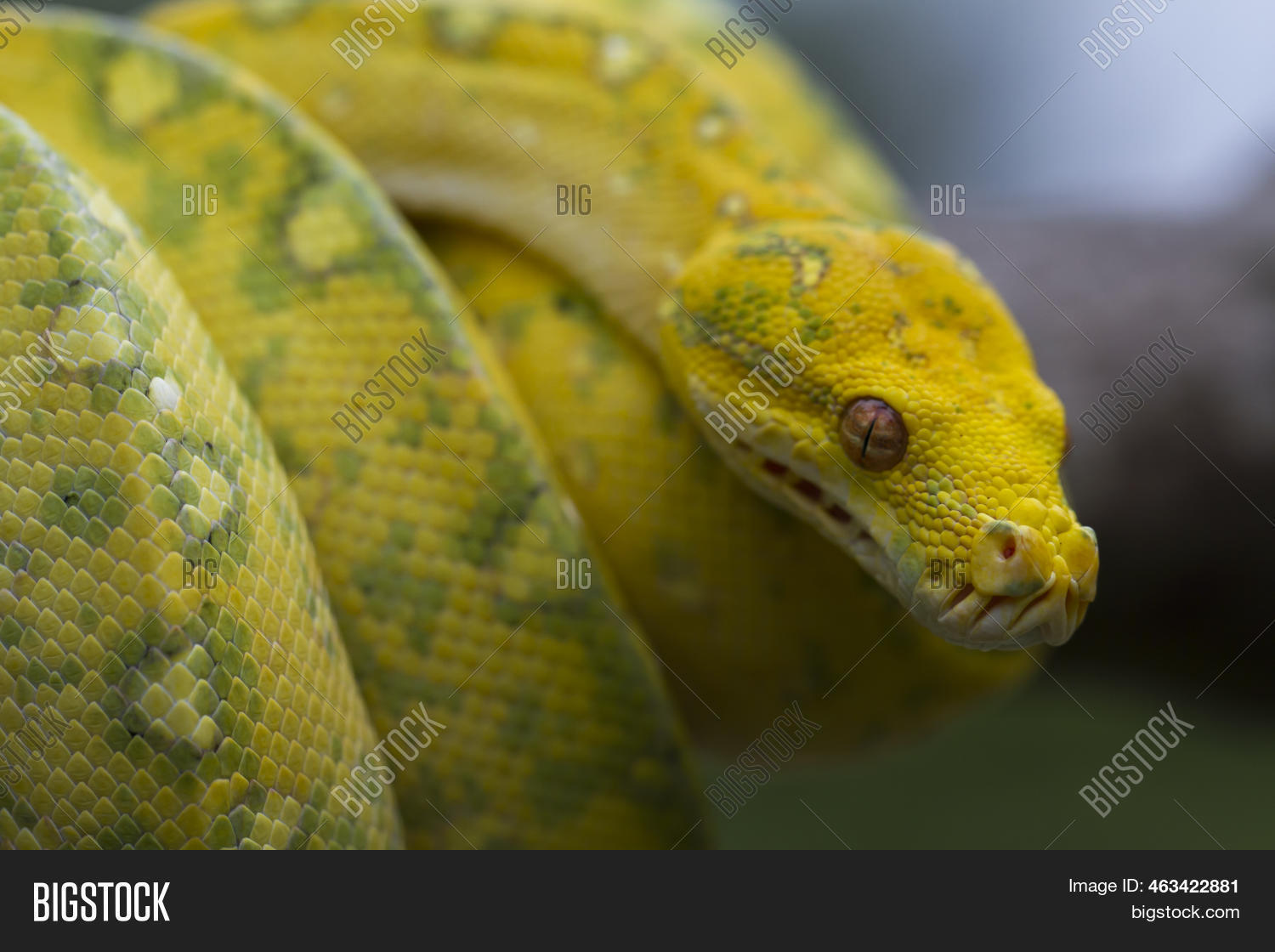 Green Tree Python Image & Photo (Free Trial) | Bigstock