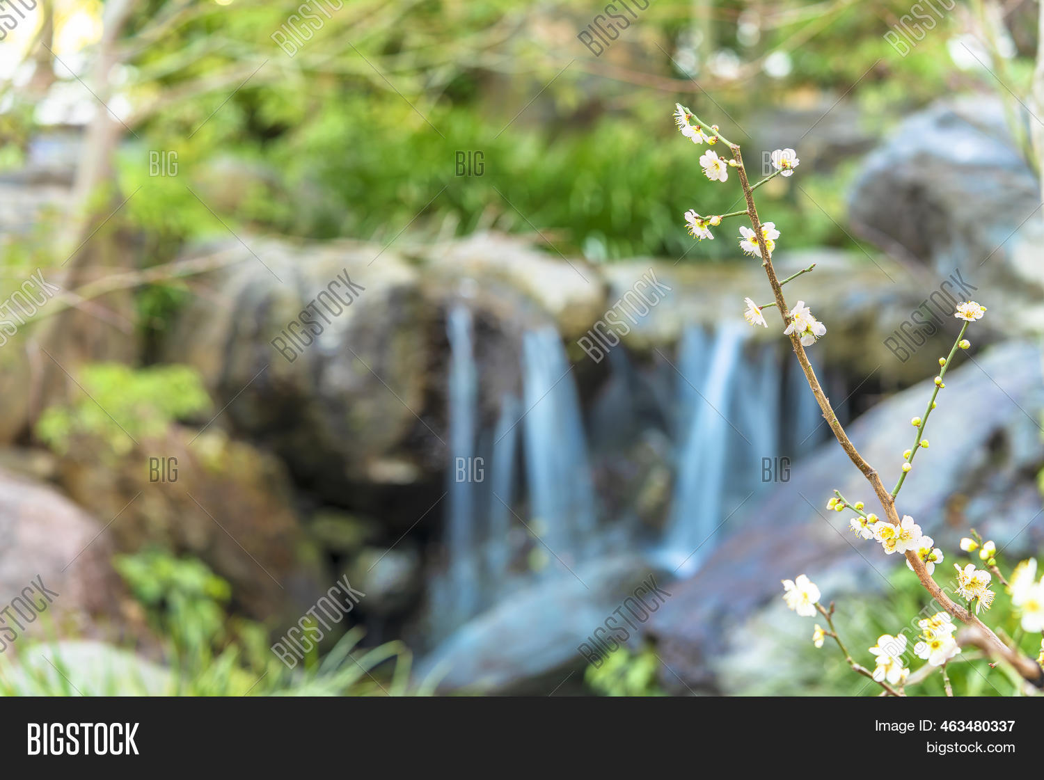 Plum Trees Bloom On Image & Photo (Free Trial) | Bigstock