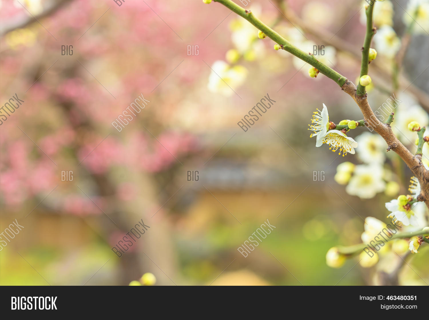Plum Trees Bloom On Image & Photo (Free Trial) | Bigstock