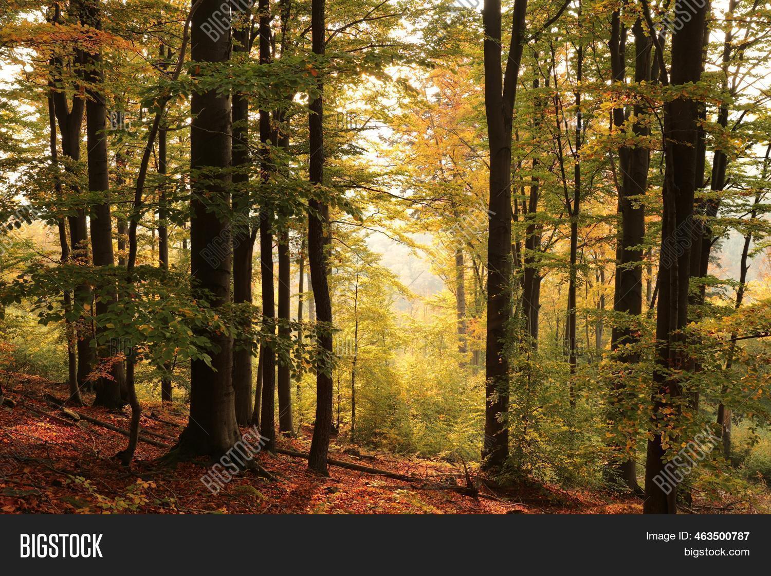 Autumn Forest Image & Photo (Free Trial) | Bigstock