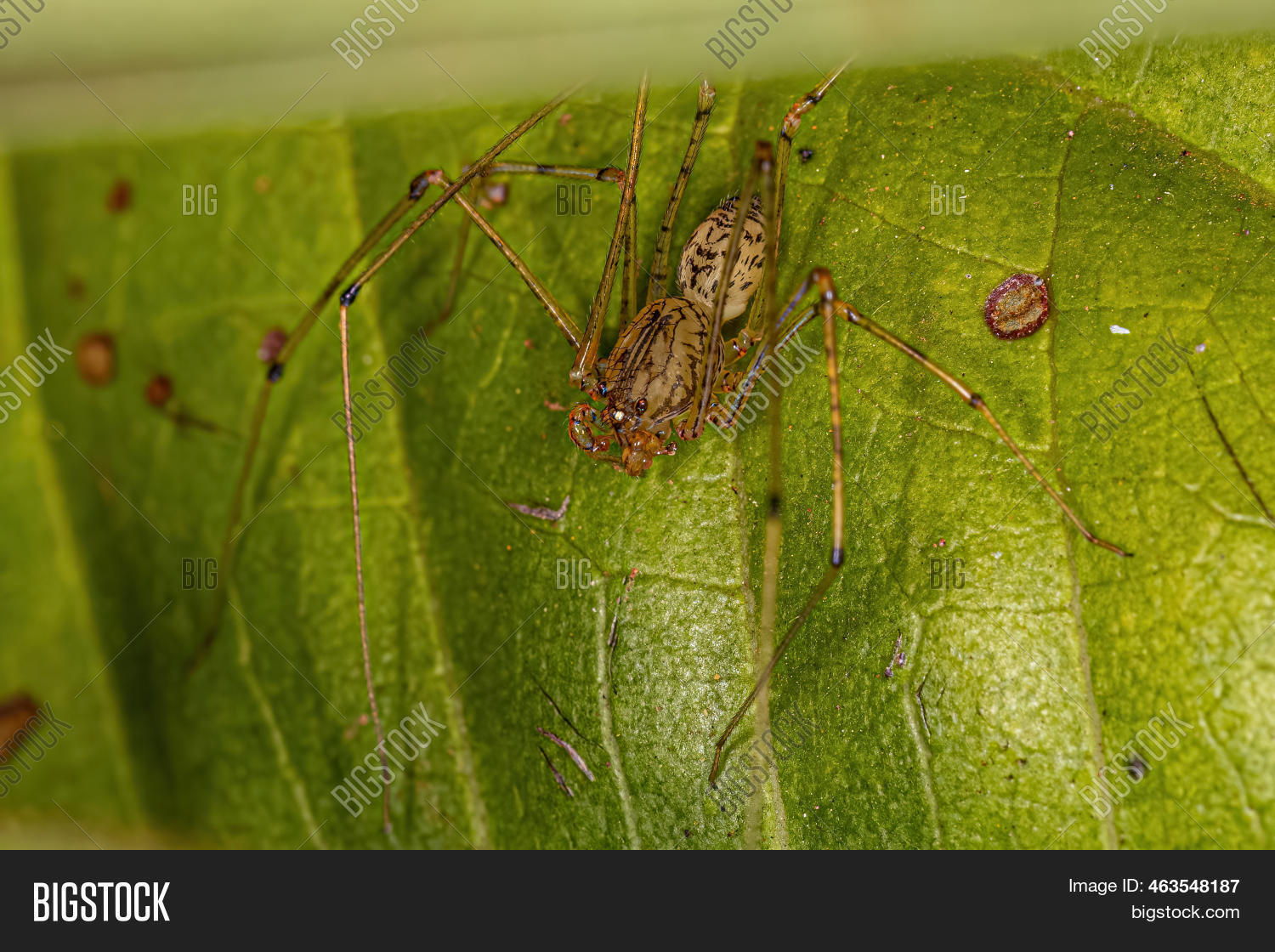 Adult Brown Spitting Image & Photo (Free Trial) | Bigstock