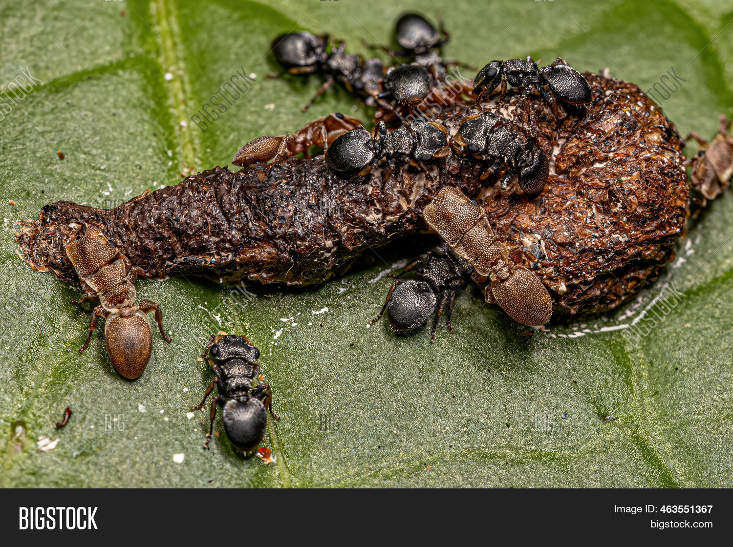 Adult Turtle Ants Image & Photo (Free Trial) | Bigstock