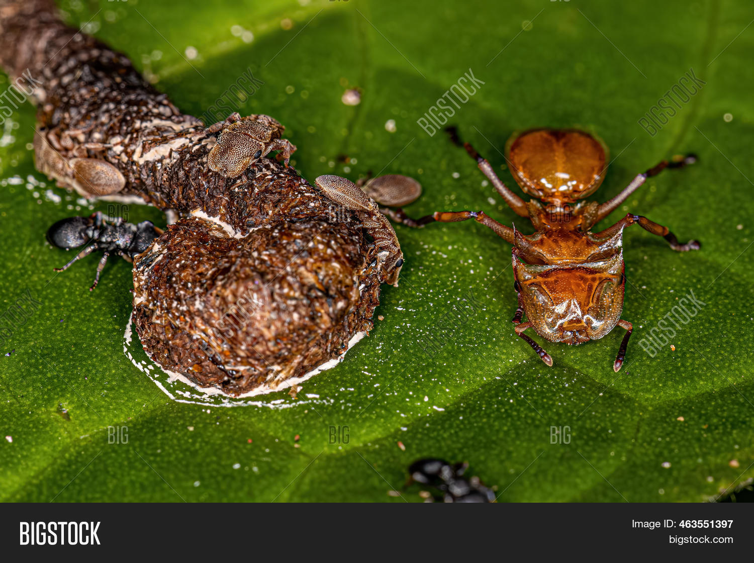 Adult Turtle Ants Image & Photo (Free Trial) | Bigstock