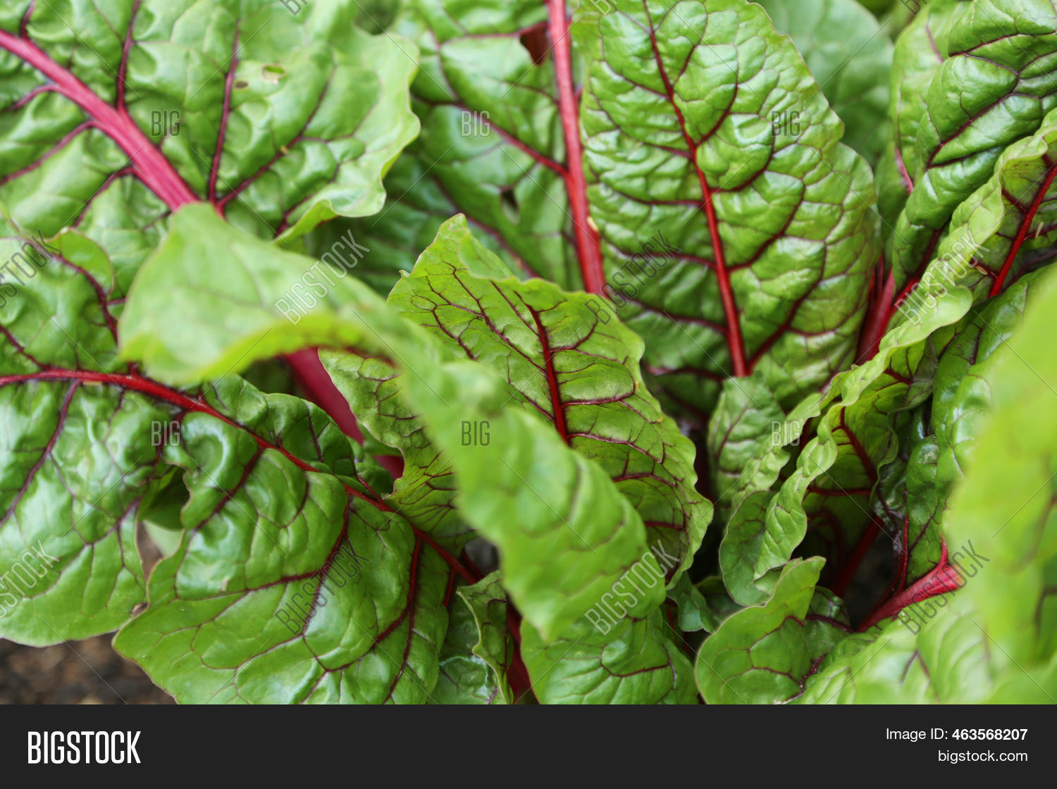 Background Mangold Image & Photo (Free Trial) | Bigstock