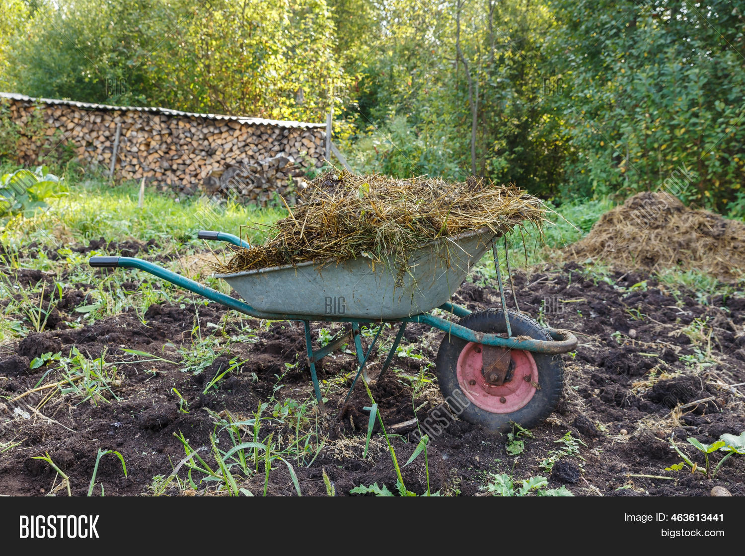 Wheelbarrow Cattle Image & Photo (Free Trial) | Bigstock