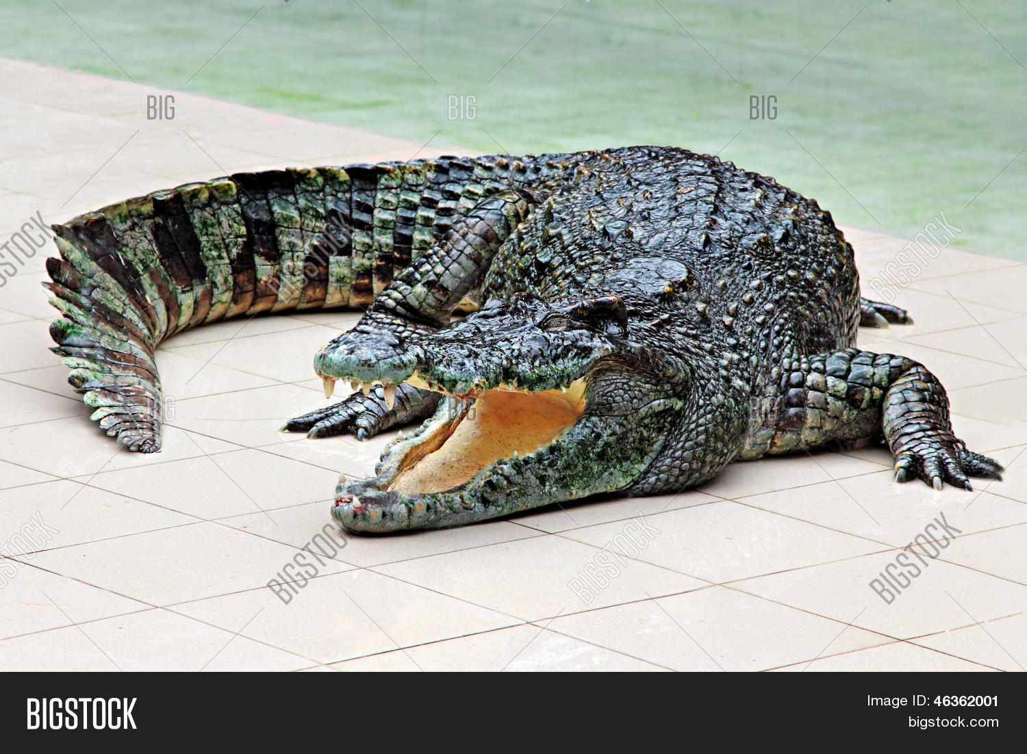 Big Crocodile Image & Photo (Free Trial) | Bigstock
