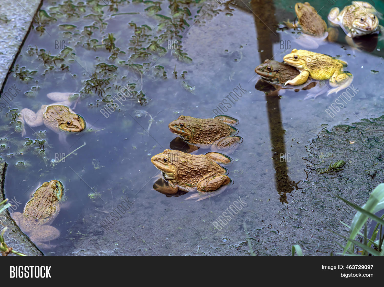 Frogs Farm Agriculture Image & Photo (Free Trial) | Bigstock