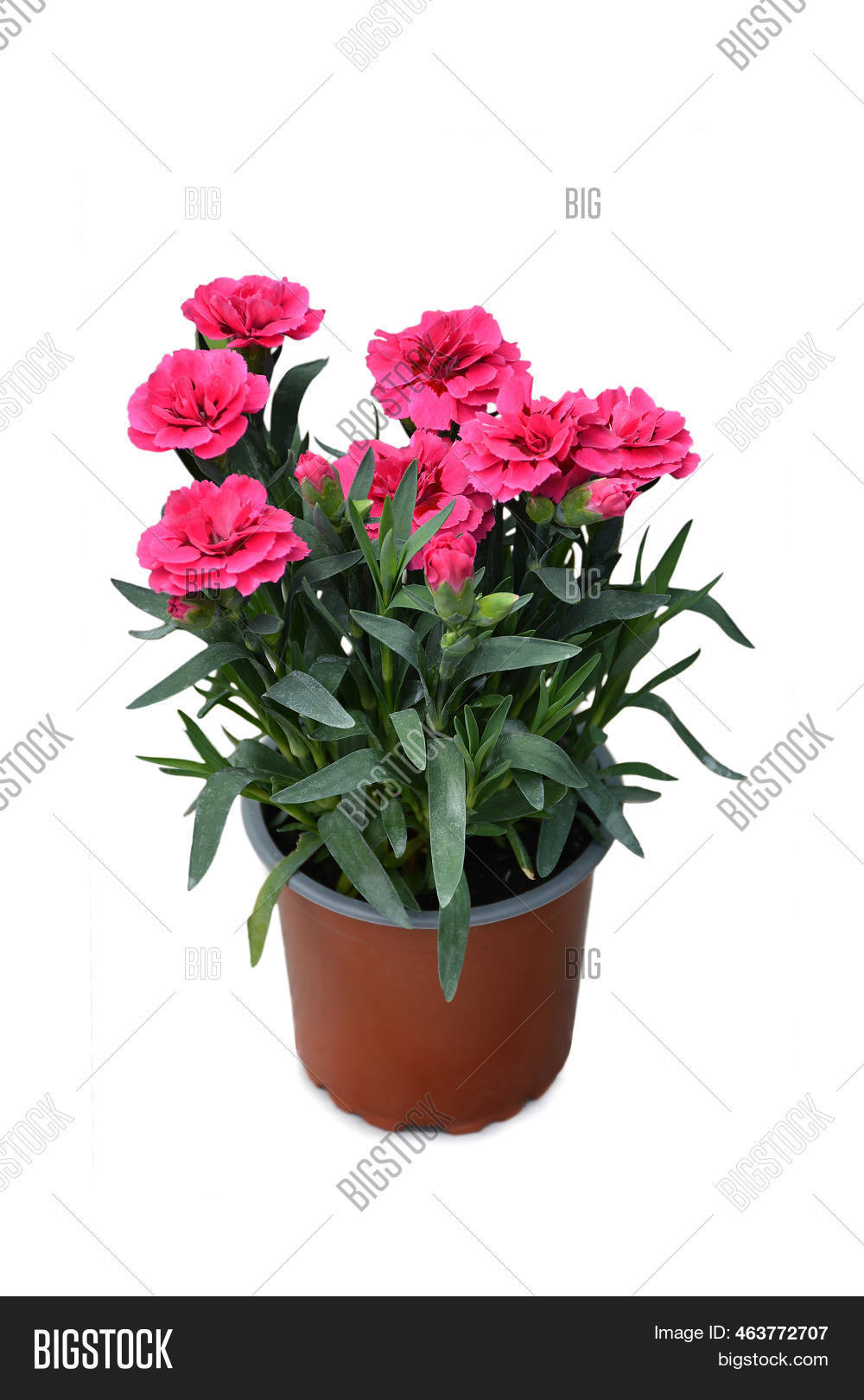 Mini Carnation Flower Image & Photo (Free Trial) | Bigstock
