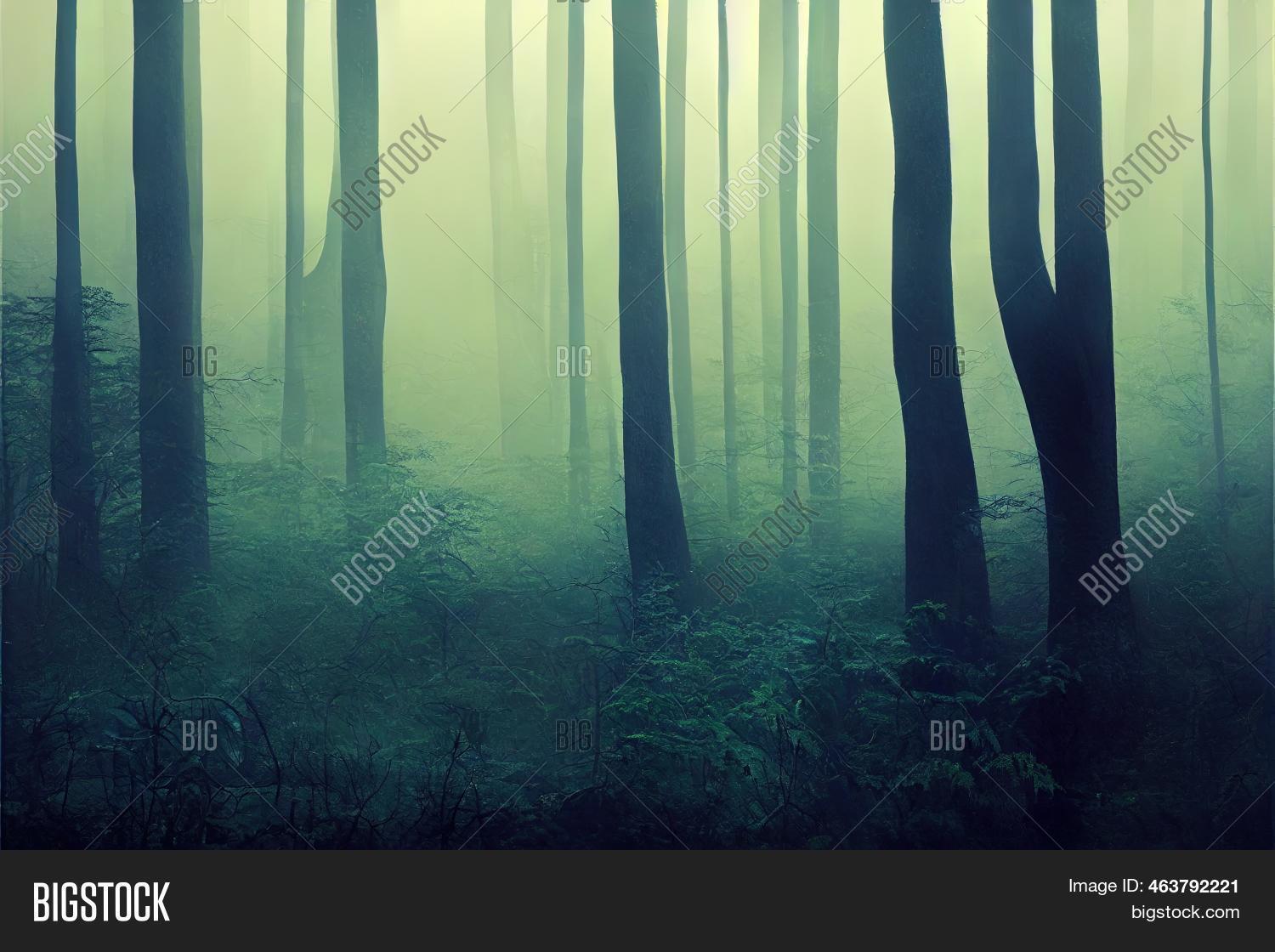 Mystical Forest Fog Image & Photo (Free Trial) | Bigstock