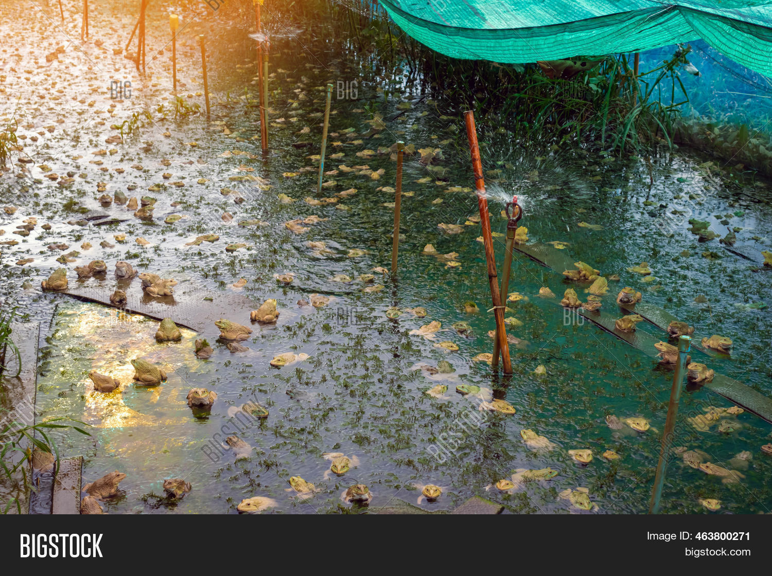 Frogs Farm Agriculture Image & Photo (Free Trial) | Bigstock
