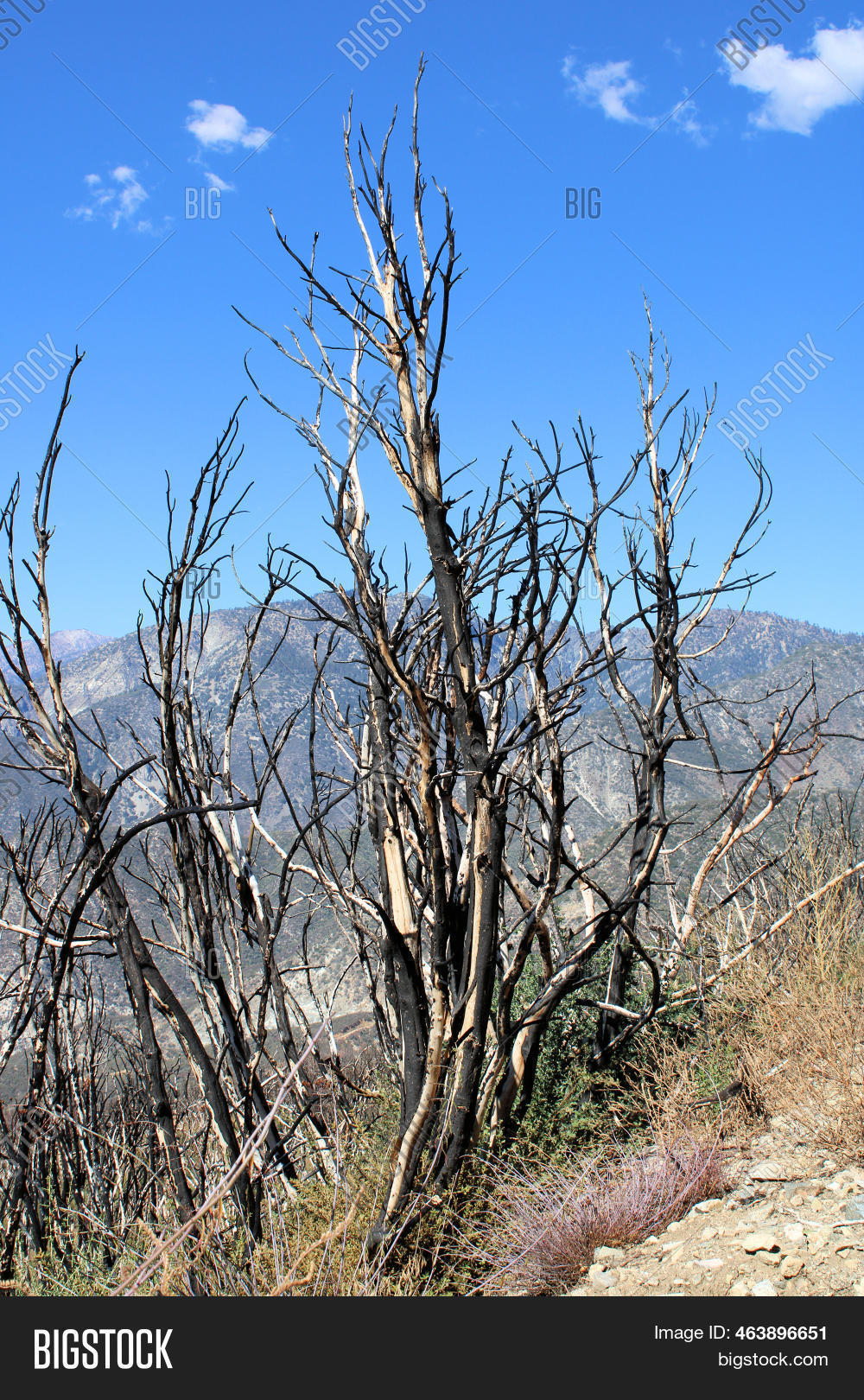 Burnt Chaparral Plants Image & Photo (Free Trial) | Bigstock