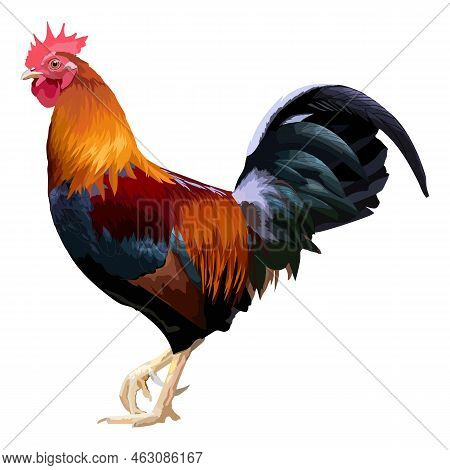 Colorful Rooster, Vector & Photo (Free Trial) | Bigstock