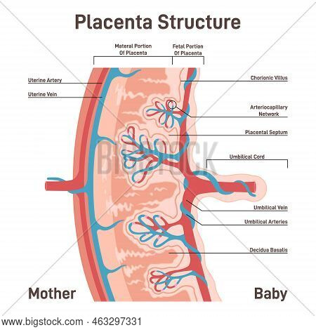 Placenta Anatomy. Vector & Photo (Free Trial) | Bigstock