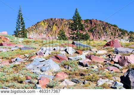 Tundra Plants Besides Image & Photo (Free Trial) | Bigstock
