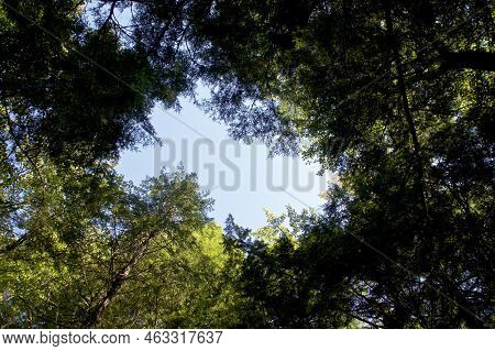 Looking Tree Canopy Image & Photo (Free Trial) | Bigstock