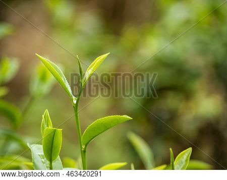 Green Tea Tree Leaves Image & Photo (Free Trial) | Bigstock
